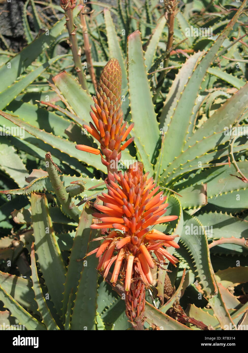 Tubular Flowers High Resolution Stock Photography and Images - Alamy