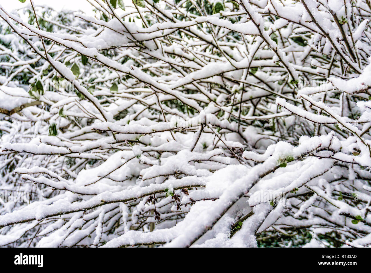 Tangled limbs hi-res stock photography and images - Alamy