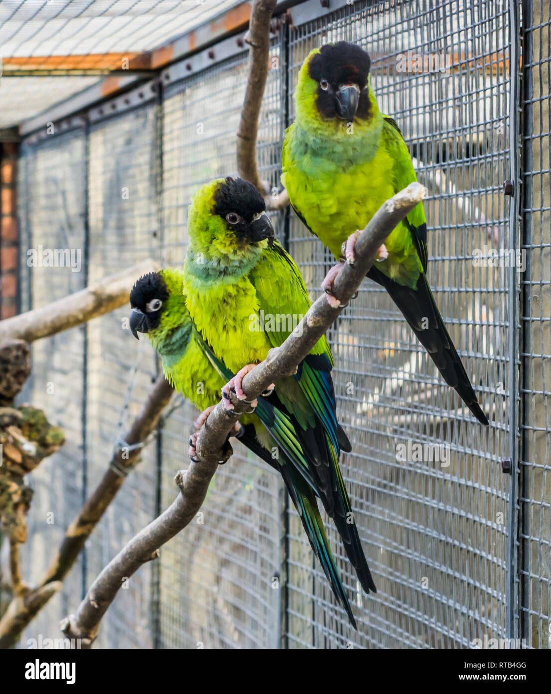 Three Nanday parakeets sitting together on a branch in the aviary ...