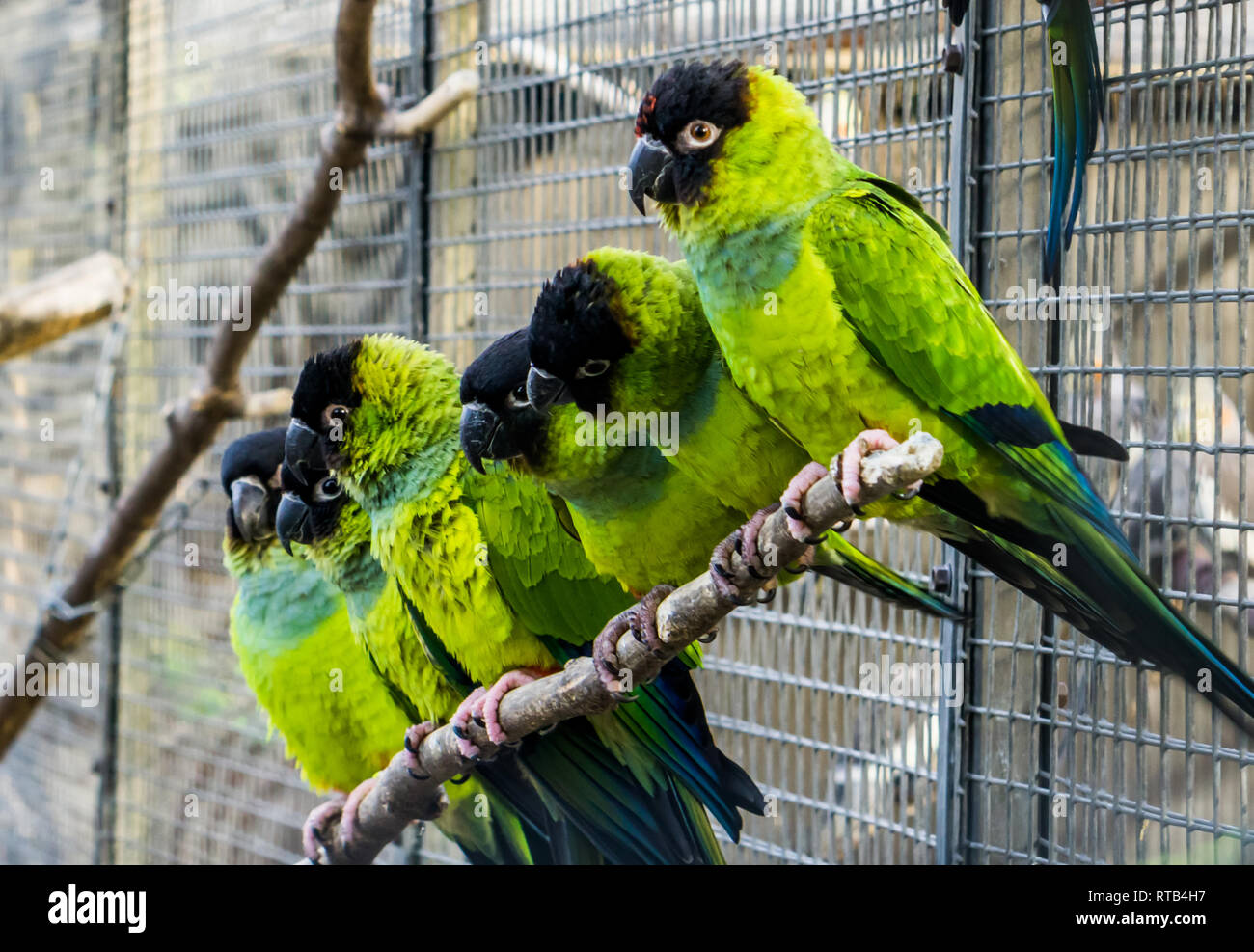 many Nanday parakeets sitting close together on a branch in the aviary ...