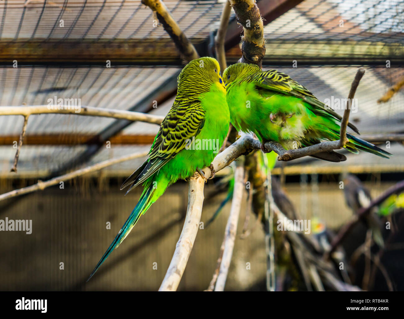 Australian parakeets hi-res stock photography and images - Alamy
