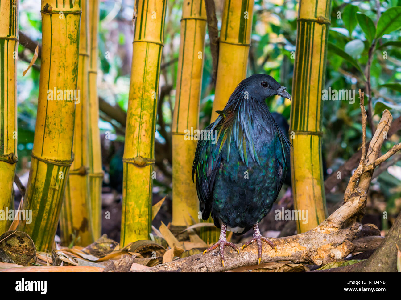 Birds of andaman islands hi-res stock photography and images - Alamy