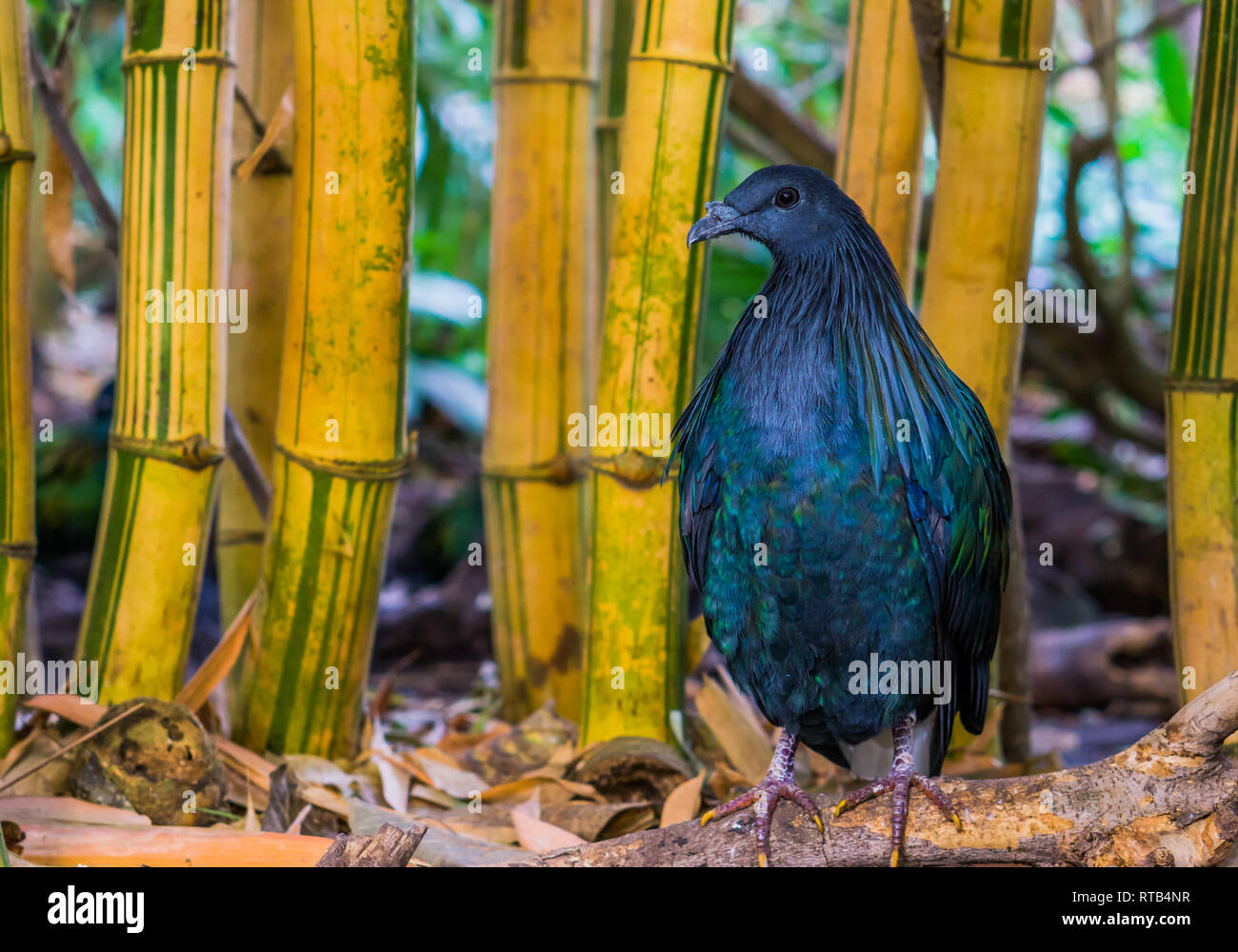 Nicobar pigeon with colorful shiny feathers, beautiful tropical bird ...