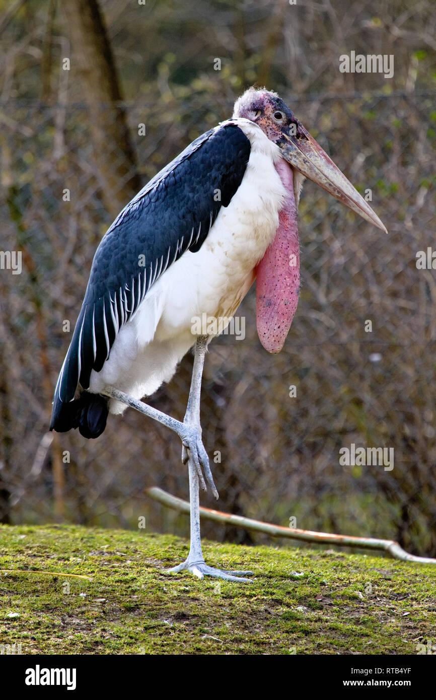 The Marabou Stork, Leptoptilos crumenifer is a large wading bird in the ...
