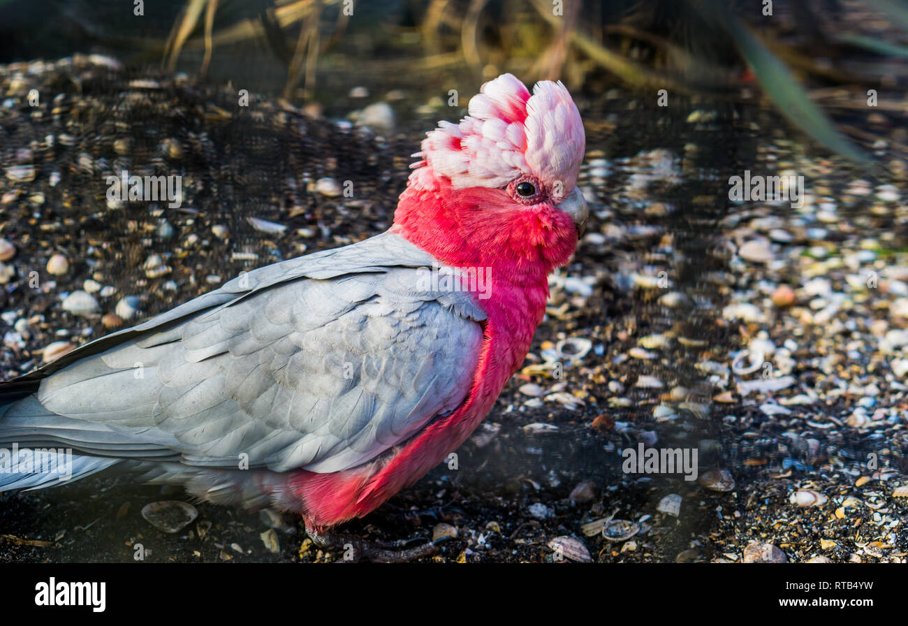 Galah eolophus roseicapilla male hi-res stock photography and images ...