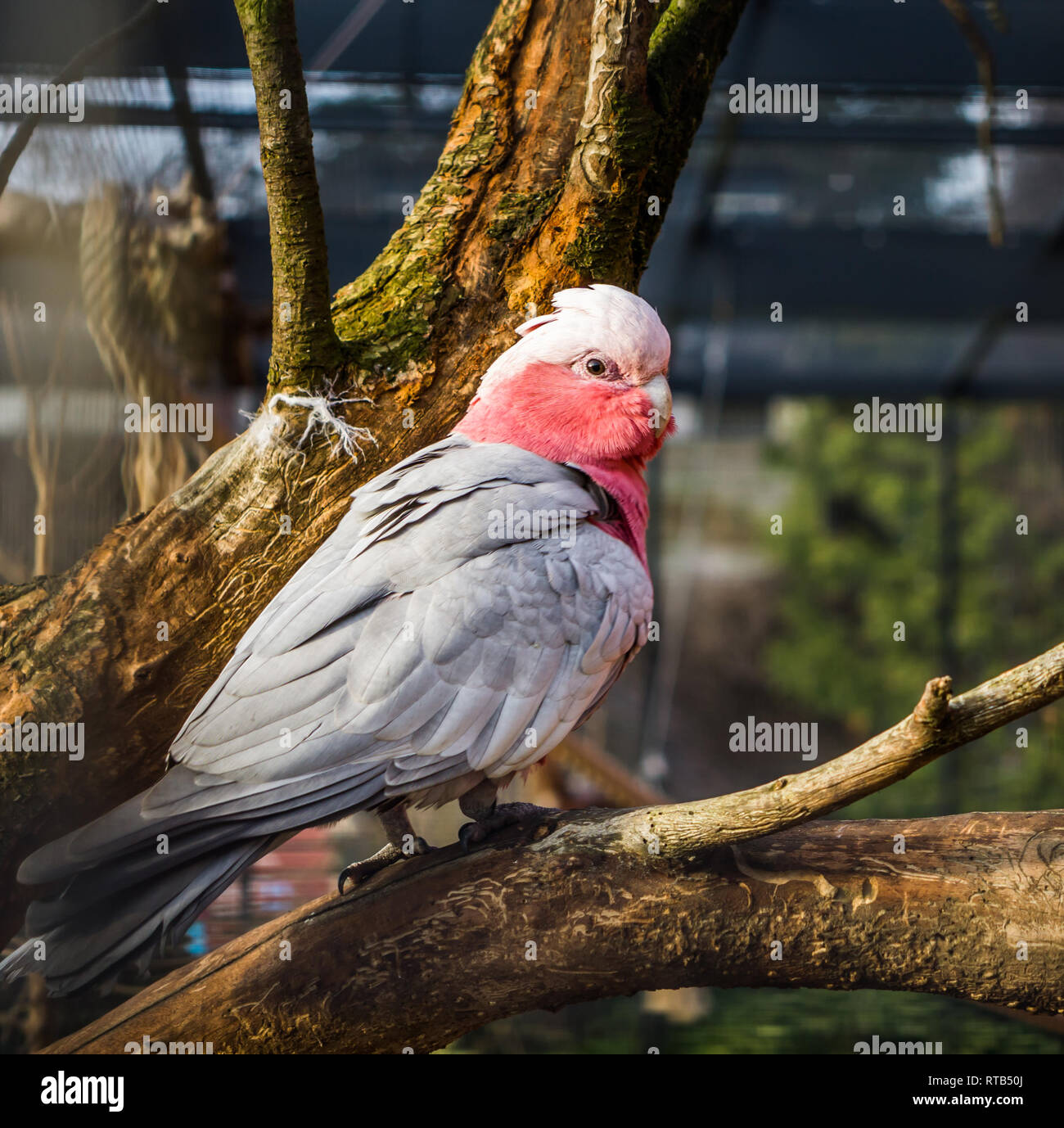 Galah, A rose breasted cockatoo sitting on a tree branch in the aviary ...