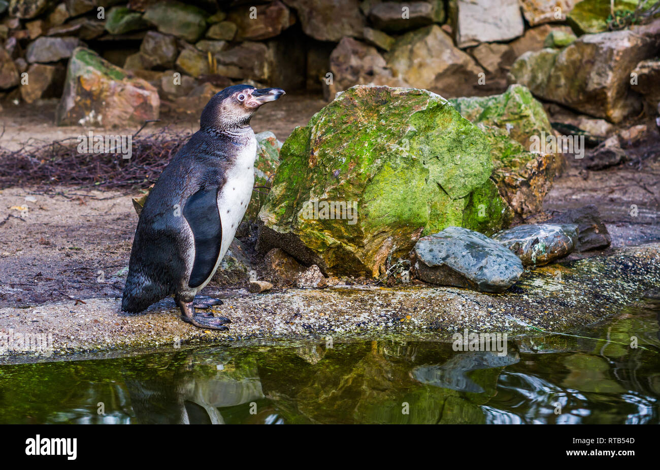 Portrait of a humboldt penguin standing at the water side, Aquatic bird ...