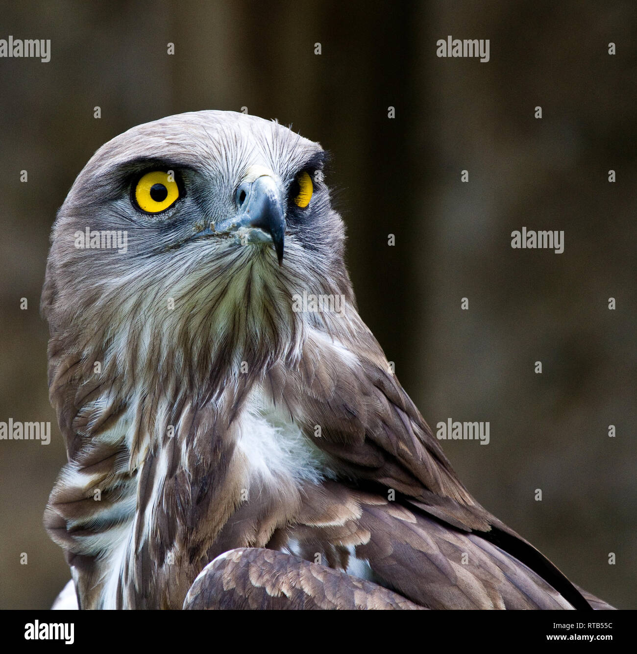 The Short-toed snake eagle, circaetus gallicus also known as short-toed ...