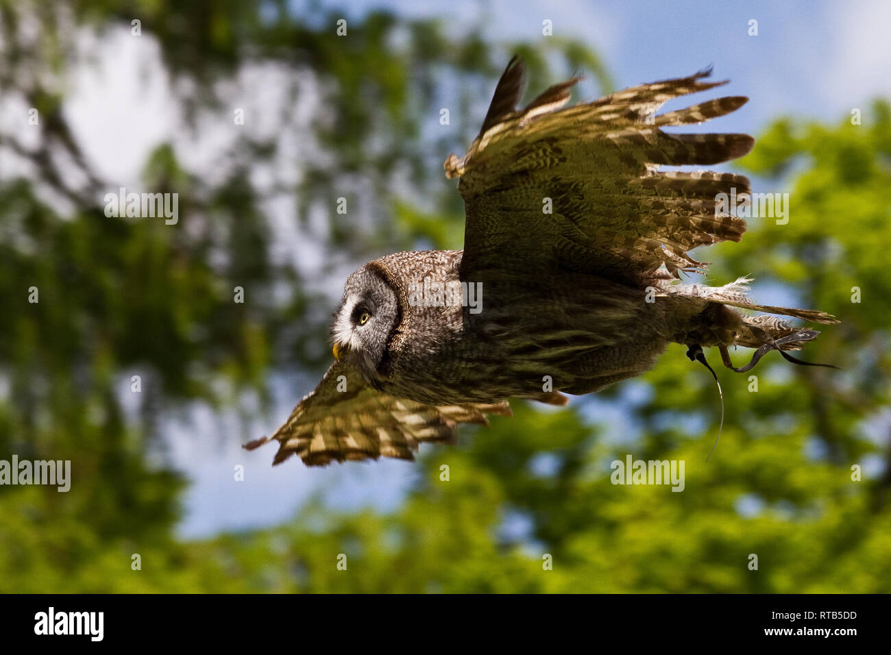 The western barn owl, Tyto alba is usually considered a subspecies ...