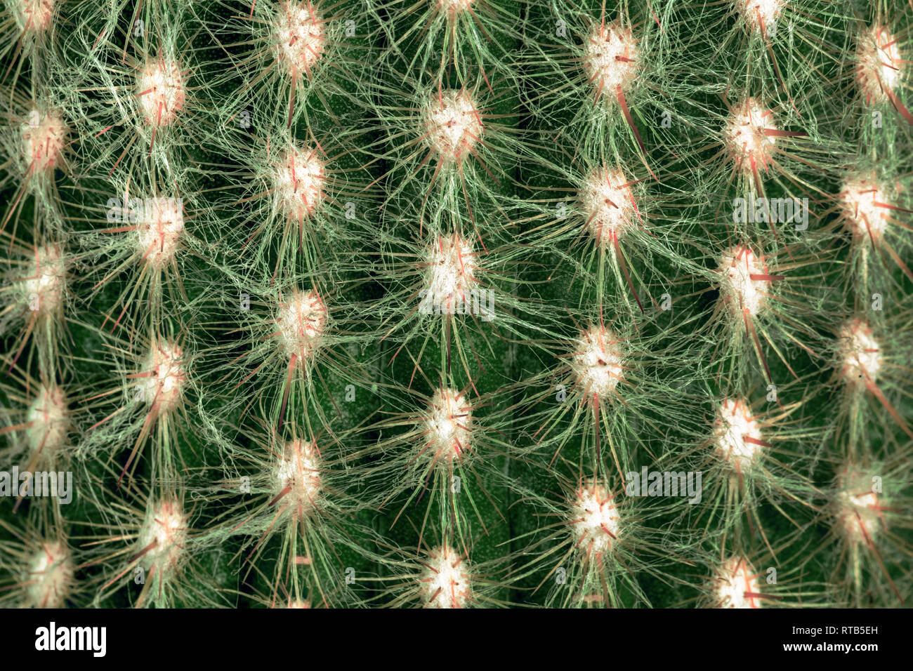 cactus with needles background image Stock Photo - Alamy