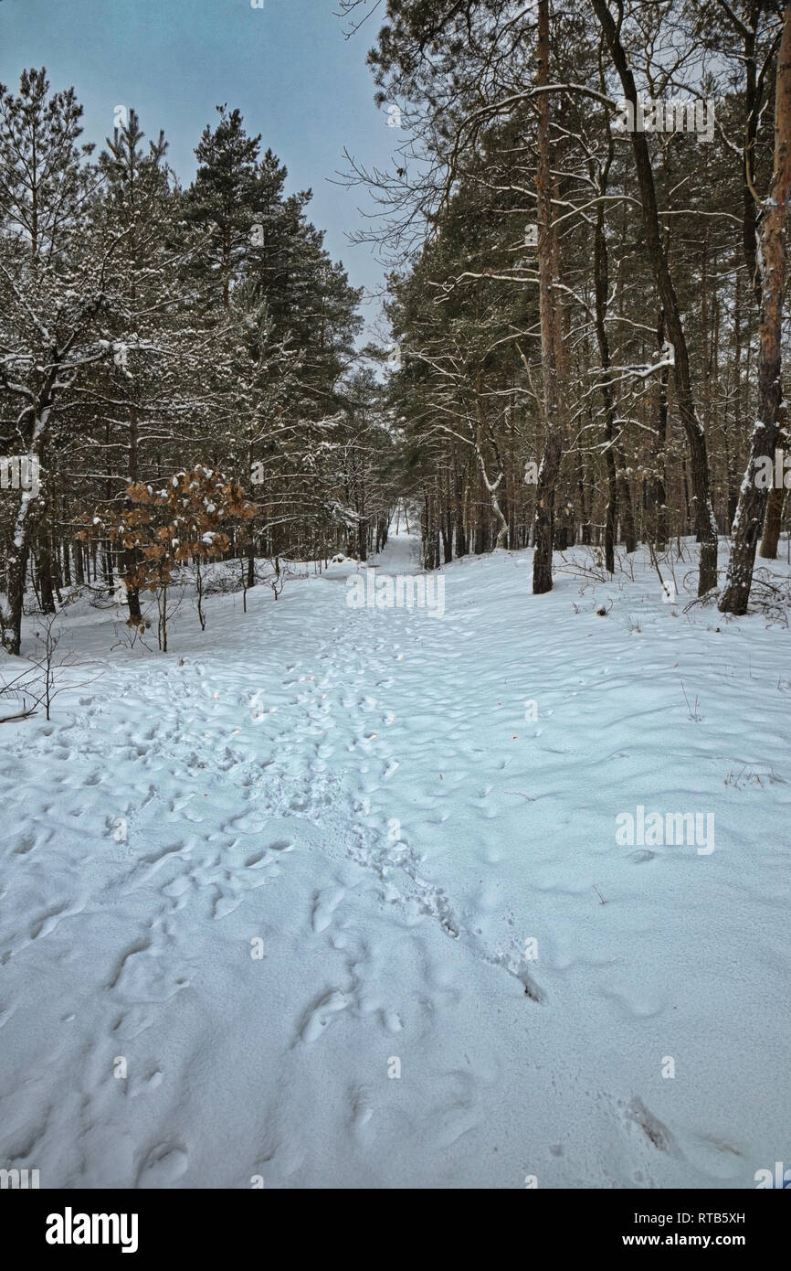 A forest path running down, in a snowy, December forest under blue sky ...