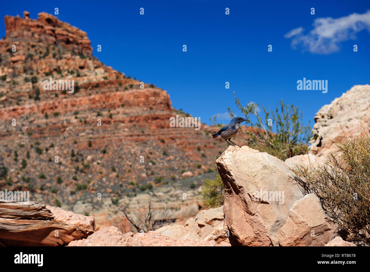 Pinyon jay hi-res stock photography and images - Alamy