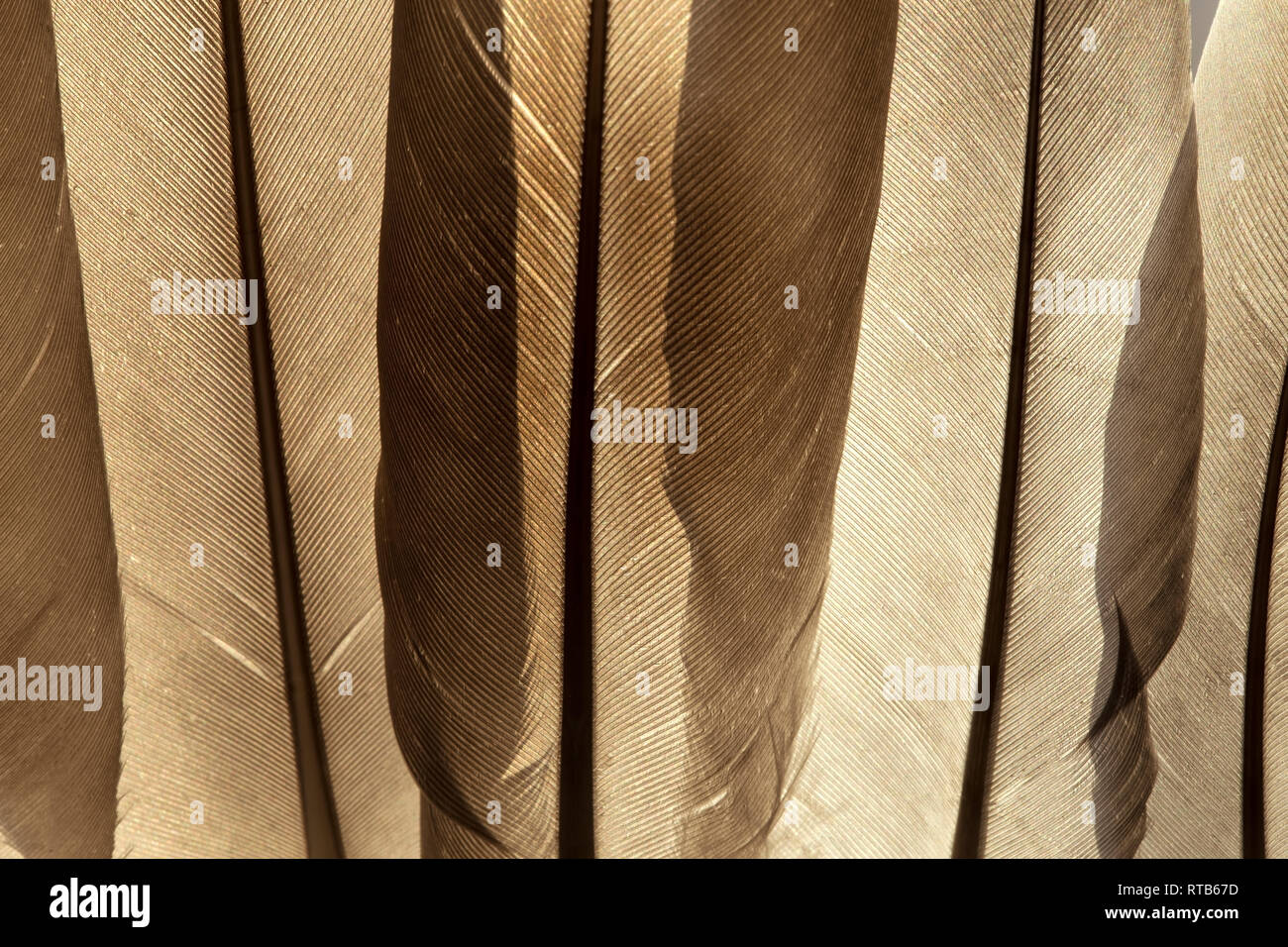 Feather texture close up Stock Photo - Alamy