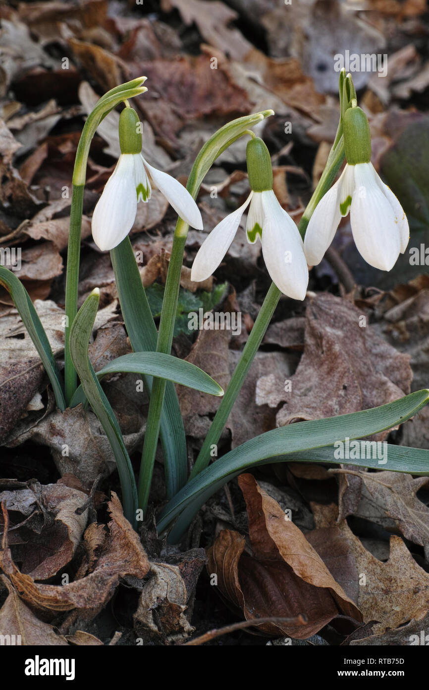 plants of common snowdrop in bloom, Galanthus nivalis Stock Photo - Alamy