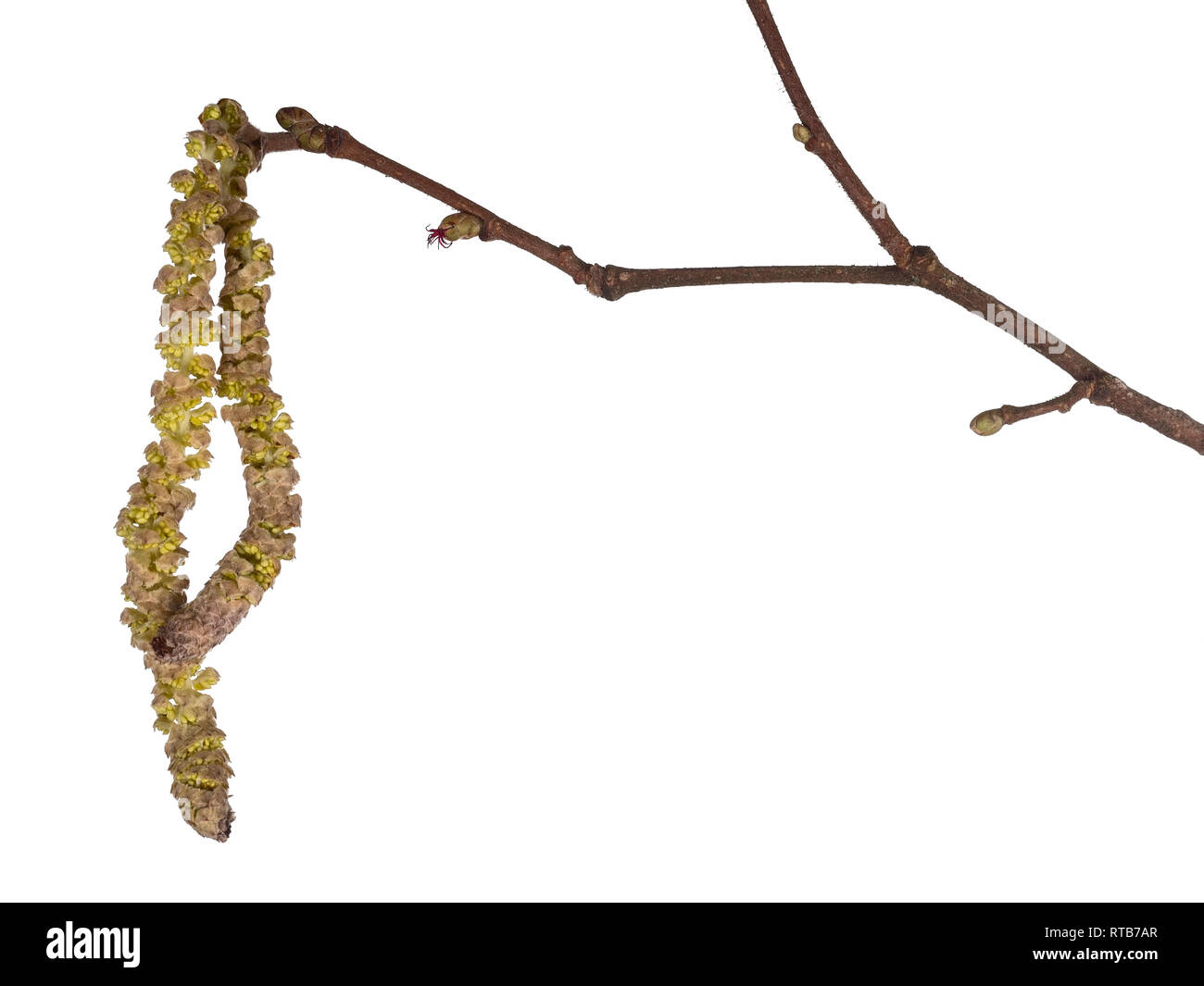 Common hazel tree twig with male and female catkins isolated on white ...