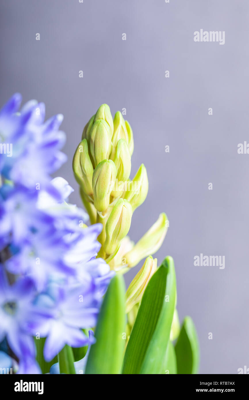 Beautiful hyacinths on gray background Stock Photo - Alamy