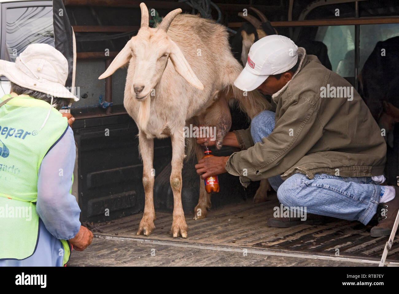 man milking goat, pick-up truck; woman waiting; fresh milk; selling ...