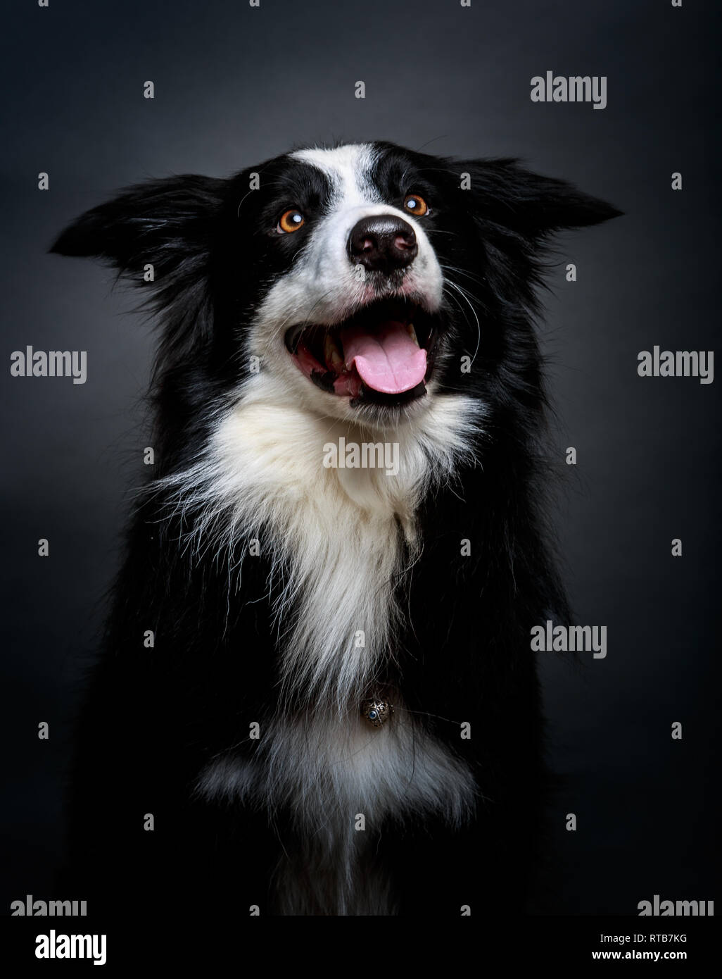 Amazing dog staring at camera Stock Photo - Alamy