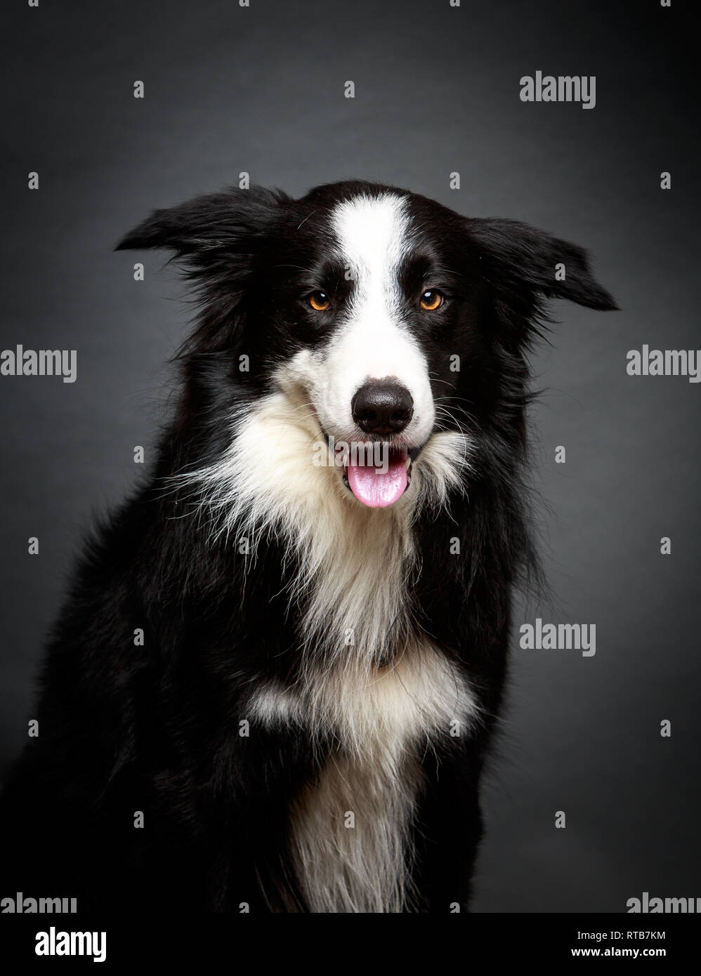 Amazing dog staring at camera Stock Photo - Alamy