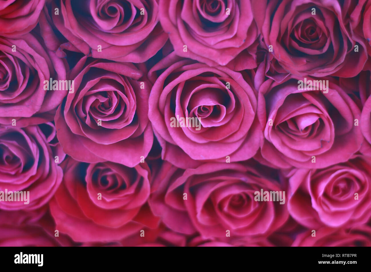 Beautiful purple roses Stock Photo - Alamy