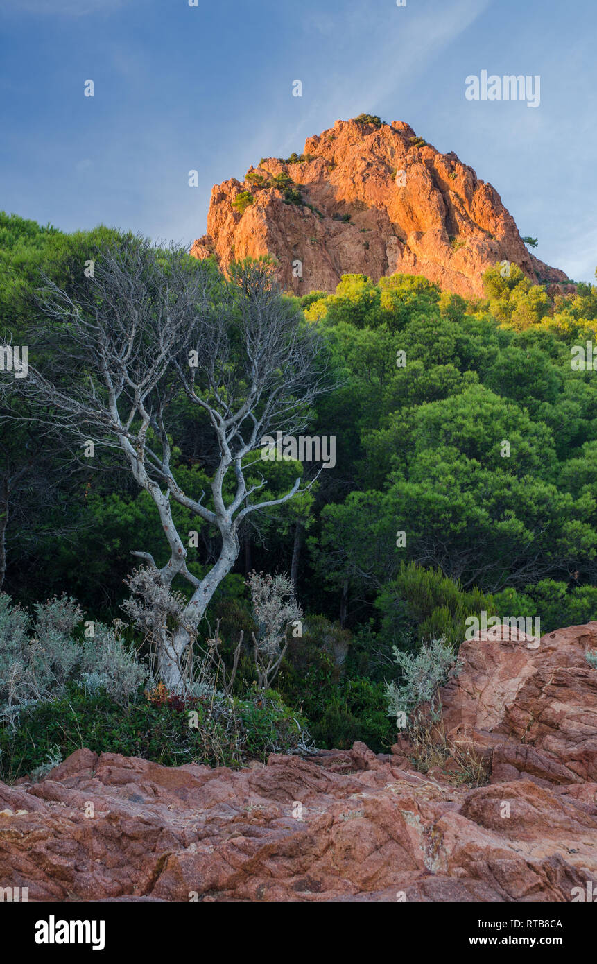 sea coast of cape dramont, Dramont, Provence, France Stock Photo - Alamy