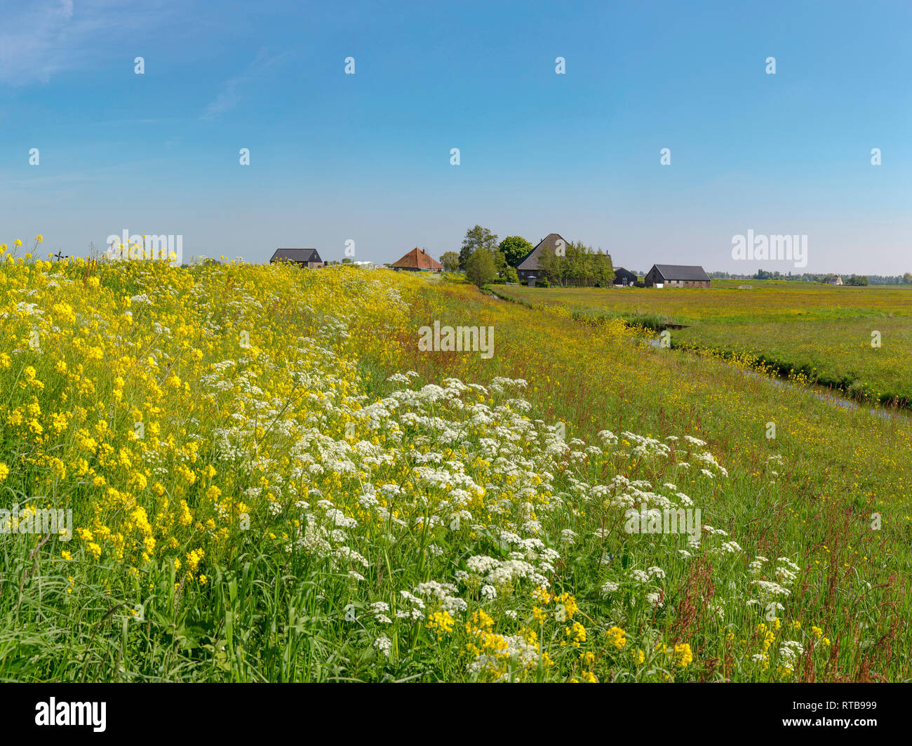 Traditional Dutch farmhouses built in the shape of a cheese-cover Stock ...