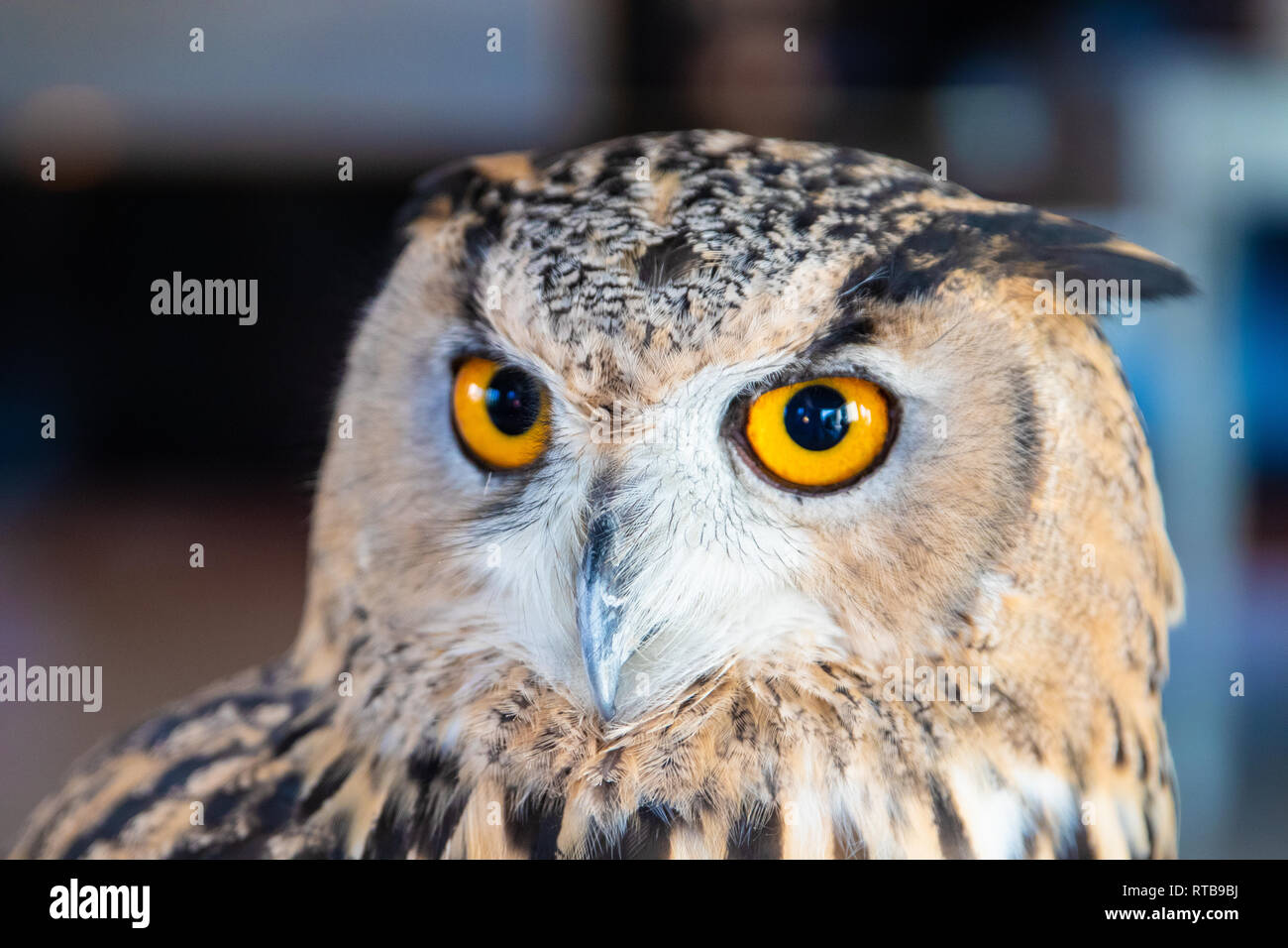 Beautiful Owl close up. Owl eyes. Background Stock Photo - Alamy