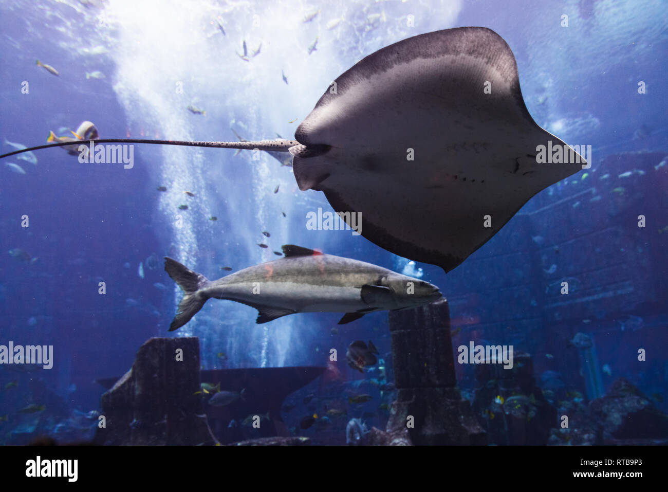 Various shark species hi-res stock photography and images - Alamy