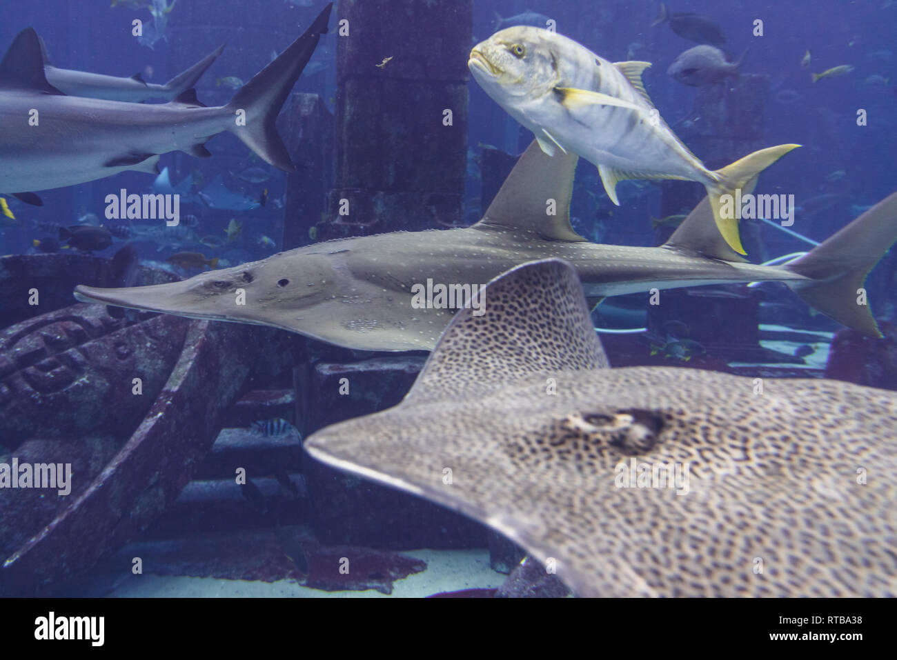 Shoal of fish of various species swimming in transparent water of huge ...