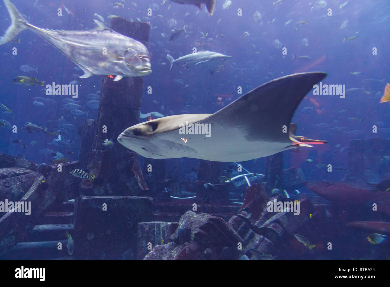 Fish in large aquarium hi-res stock photography and images - Alamy