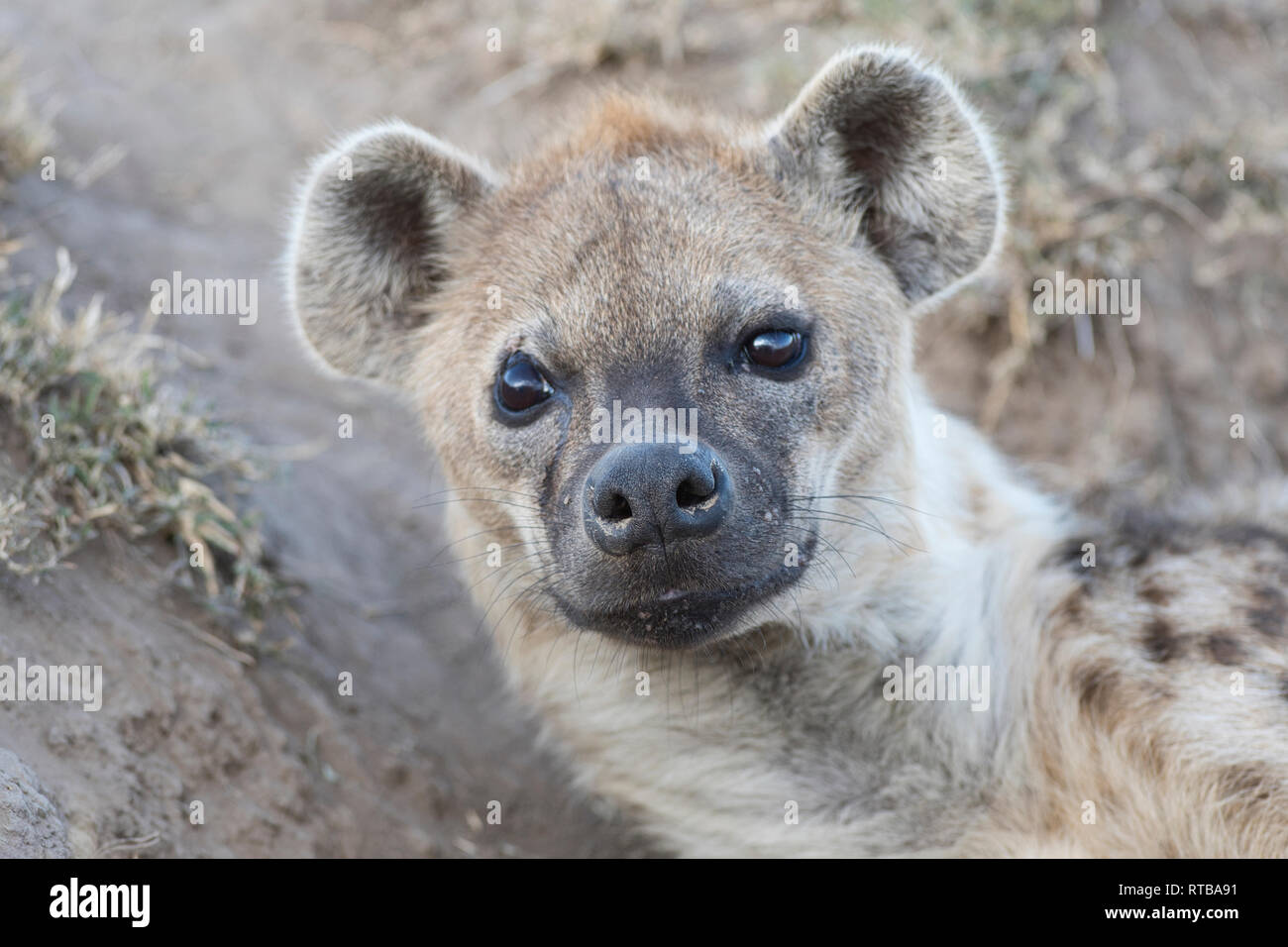 Spotted hyena female hi-res stock photography and images - Alamy