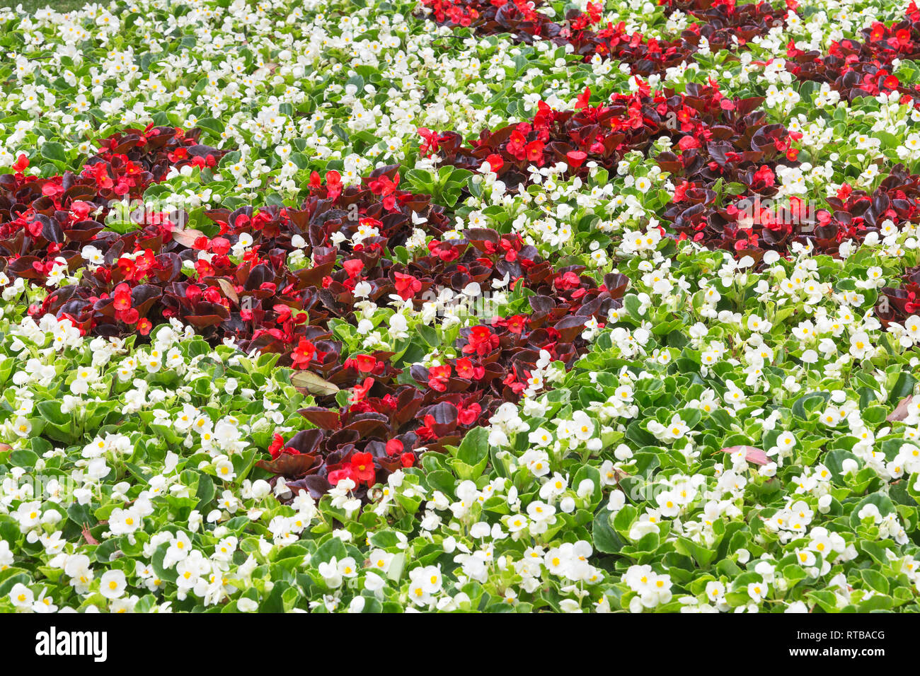 Begonia flowers field in full bloom, Genoa, Liguria, Italy, Europe ...