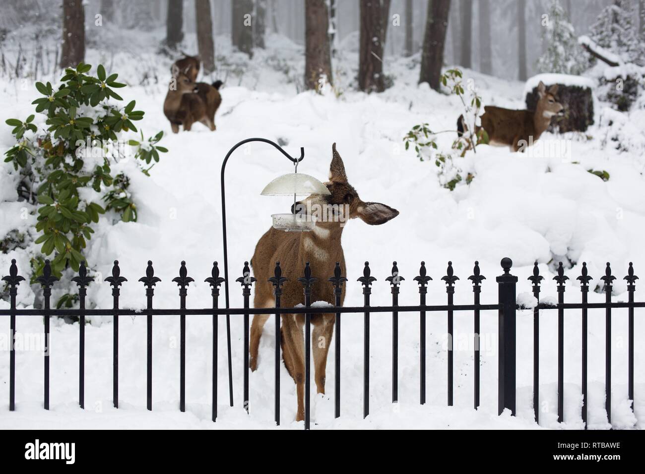 Feeder for deer hi-res stock photography and images - Alamy