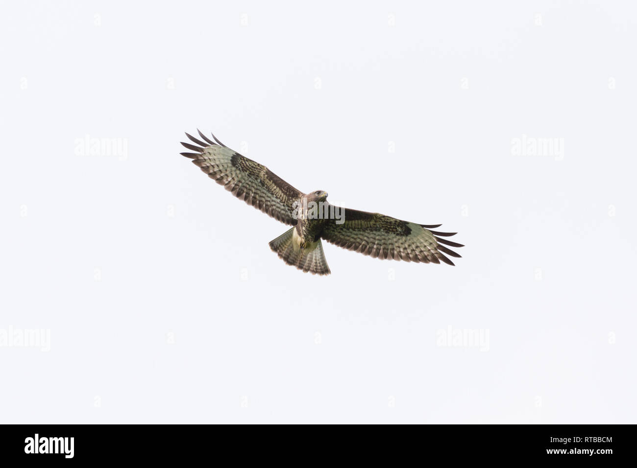 isolated natural common buzzard (buteo buteo) in flight with spread ...