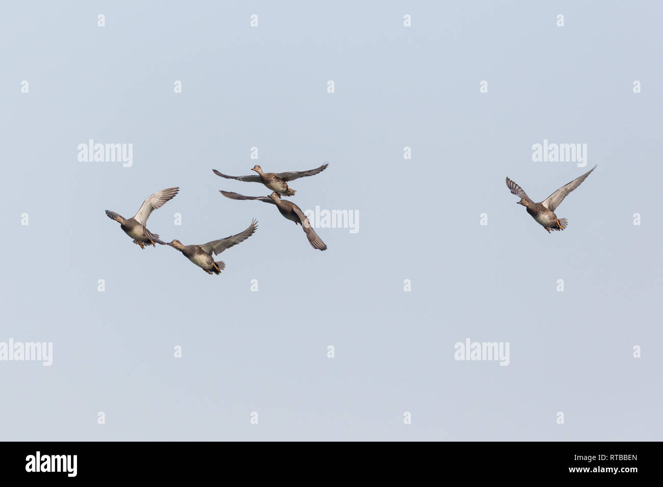 five natural gadwall ducks (anas strepera) in flight, spread wings ...
