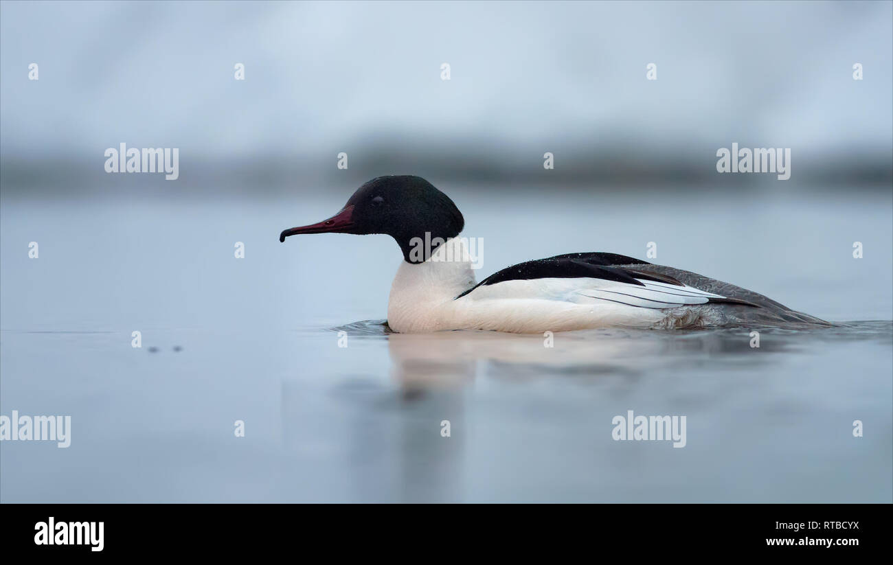 Common merganser birds hi-res stock photography and images - Alamy