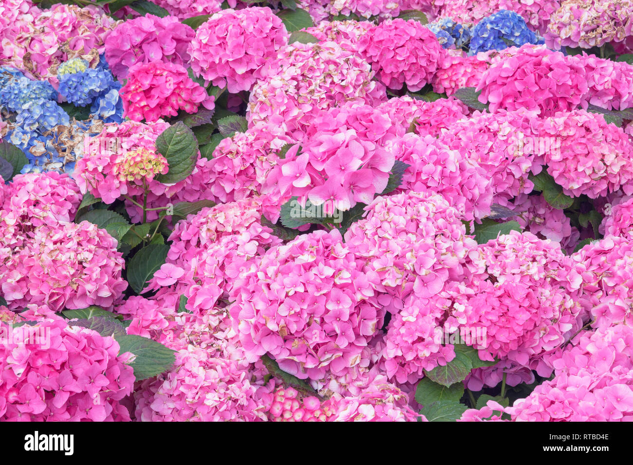 Hydrangea field hi-res stock photography and images - Alamy