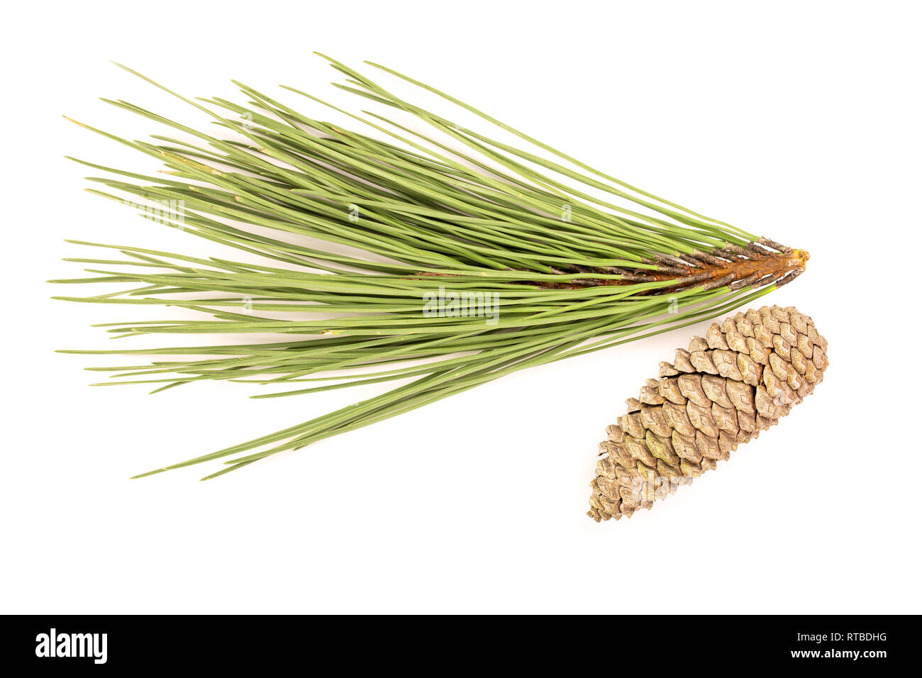 Short leaf pine. Pinus echinata Stock Photo - Alamy