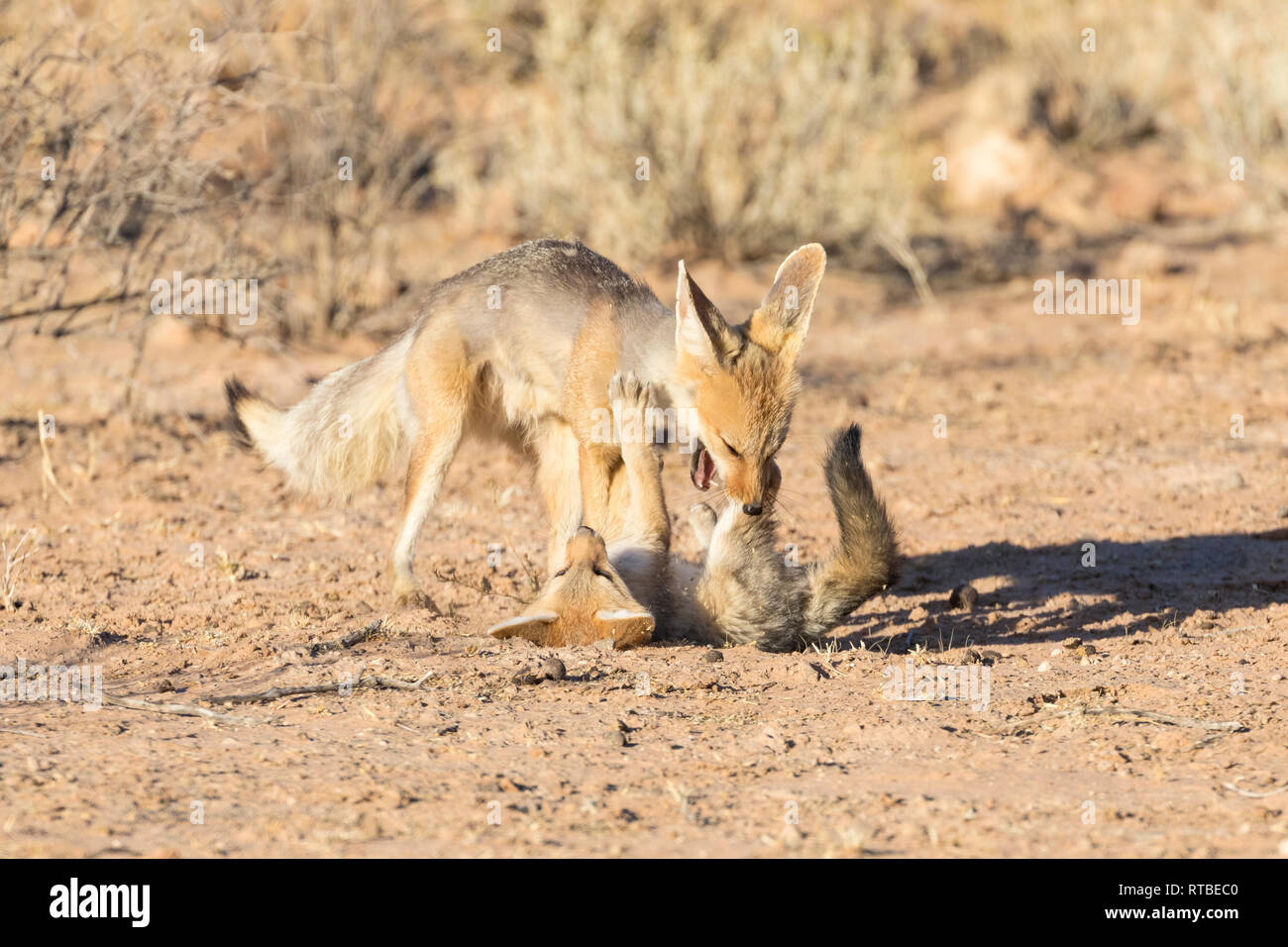 Cape Fox High Resolution Stock Photography and Images - Alamy