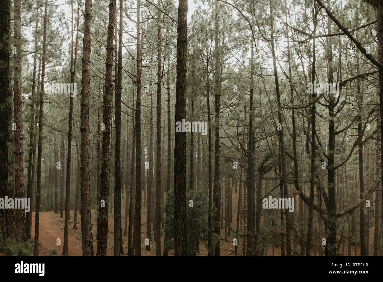 View to forest with tall tree trunks covered with moss Stock Photo - Alamy