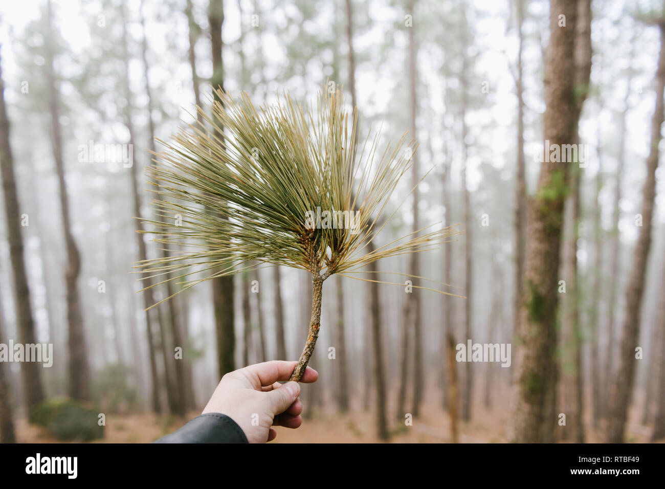 Crop unrecognizable hand showing tree branch while in evergreen forest ...