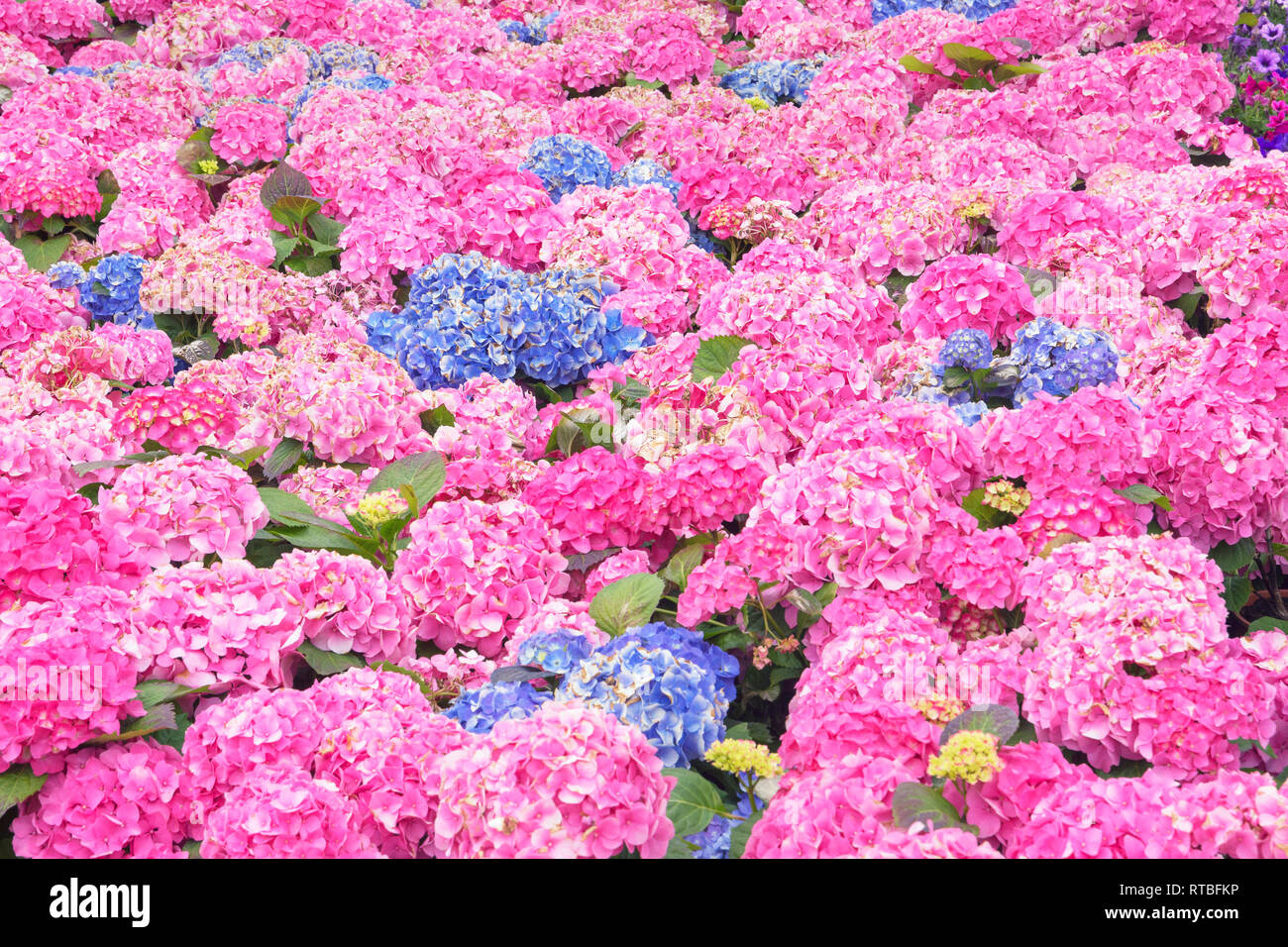 Hydrangea field hi-res stock photography and images - Alamy