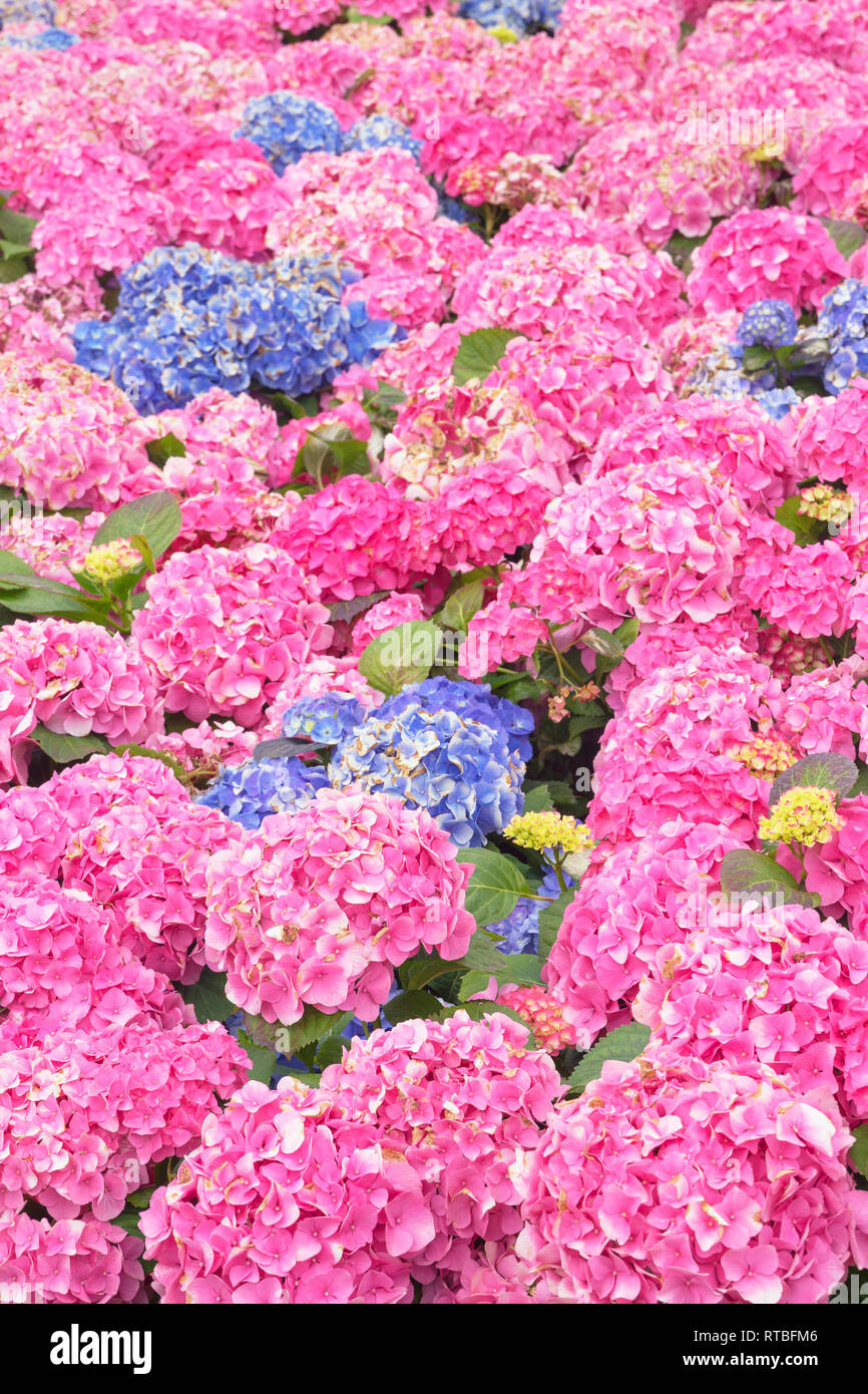 Hydrangea field hi-res stock photography and images - Alamy