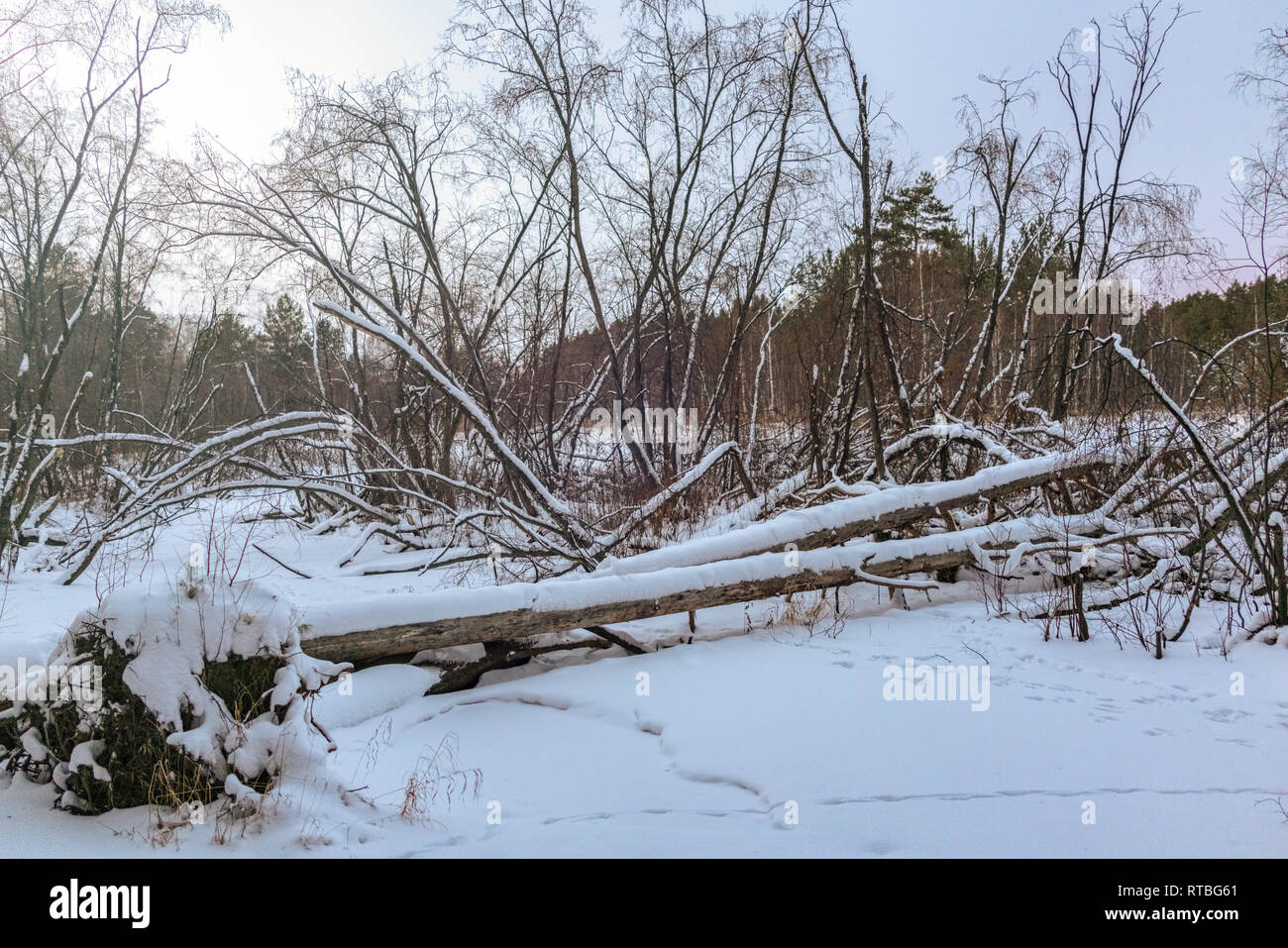 Beaver incisor marks hi-res stock photography and images - Alamy