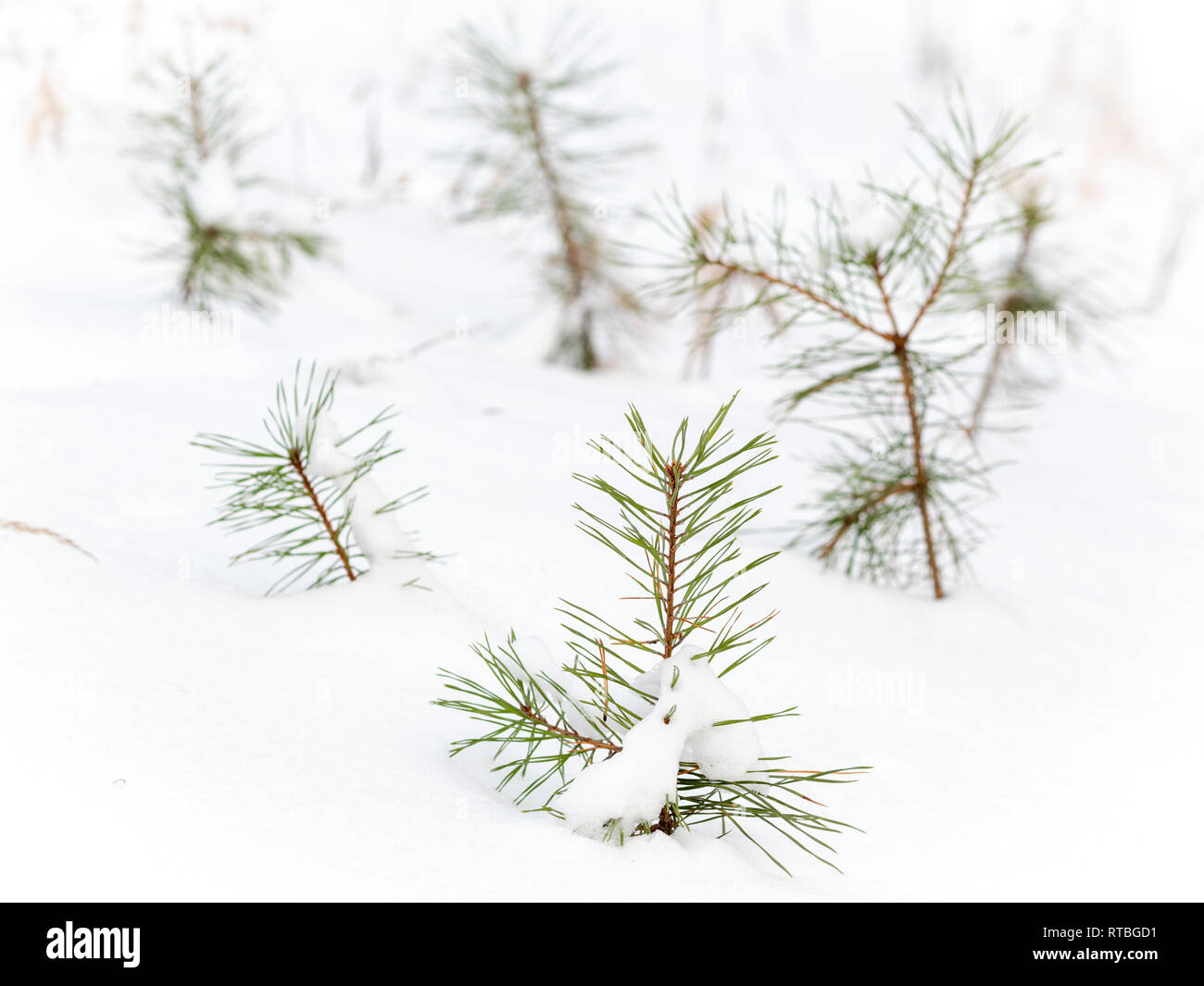 Snow dark sky Cut Out Stock Images & Pictures - Alamy