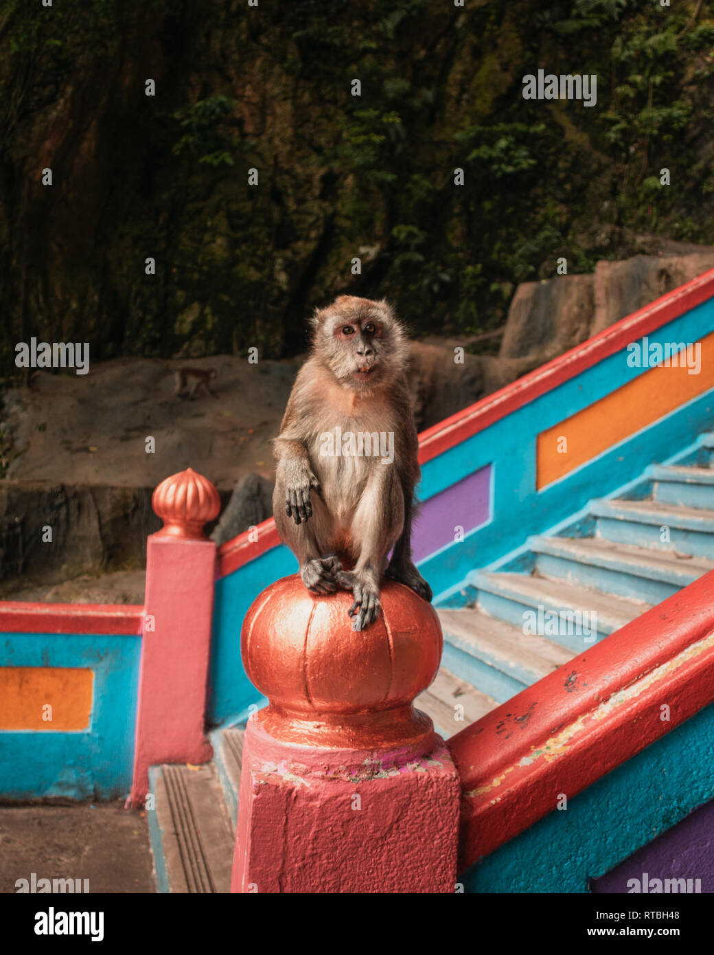 monkey at batu caves Stock Photo - Alamy