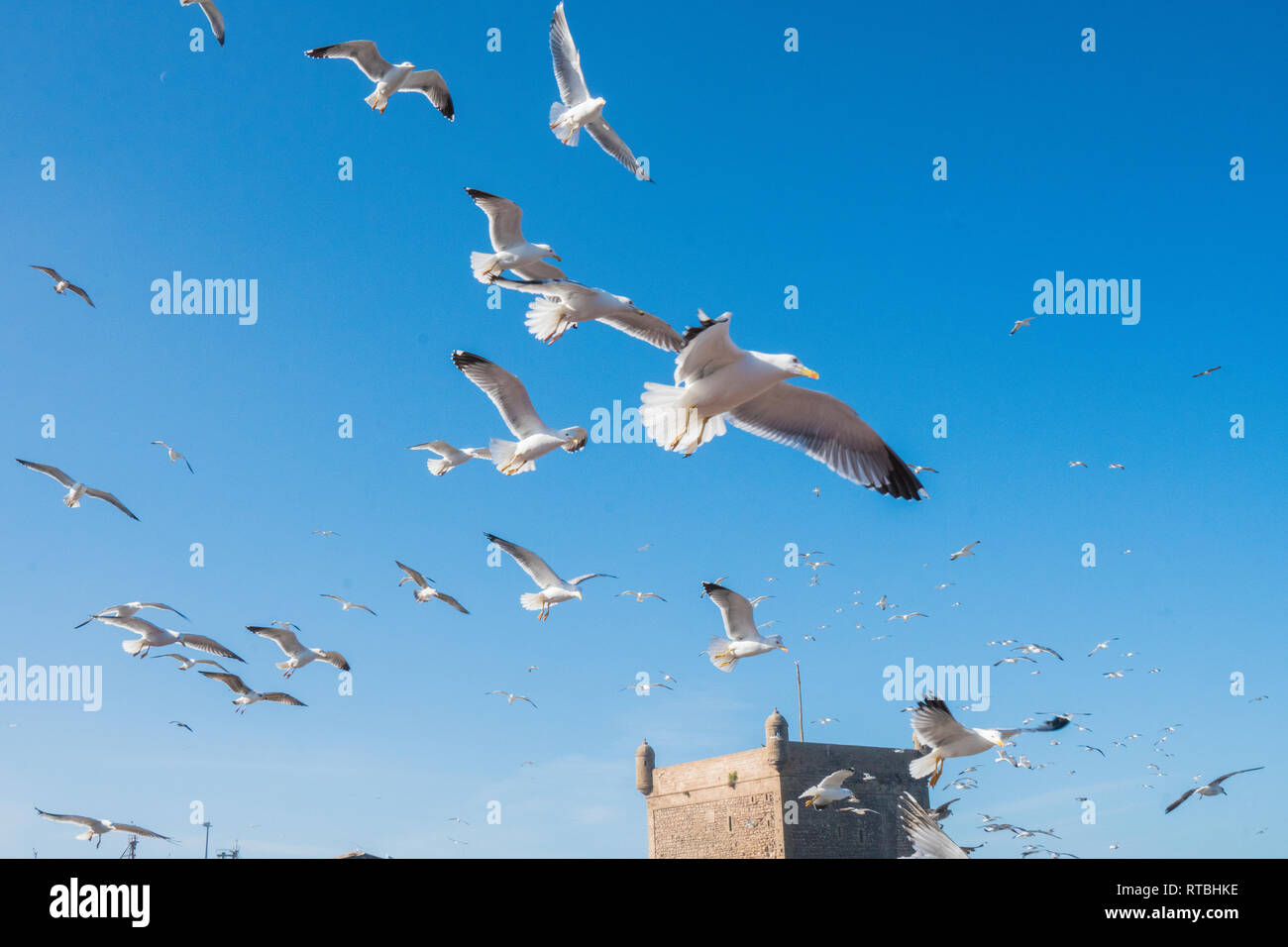 Flying Flight Morocco Wing High Resolution Stock Photography and Images ...