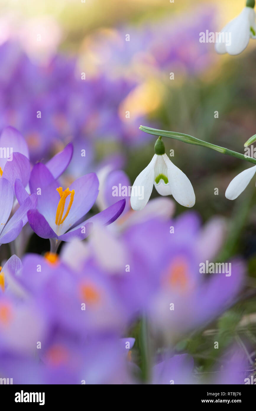 Purple snowdrops growing in spring hi-res stock photography and images ...