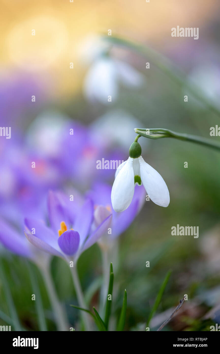 Purple Snowdrops Growing In Spring High Resolution Stock Photography ...