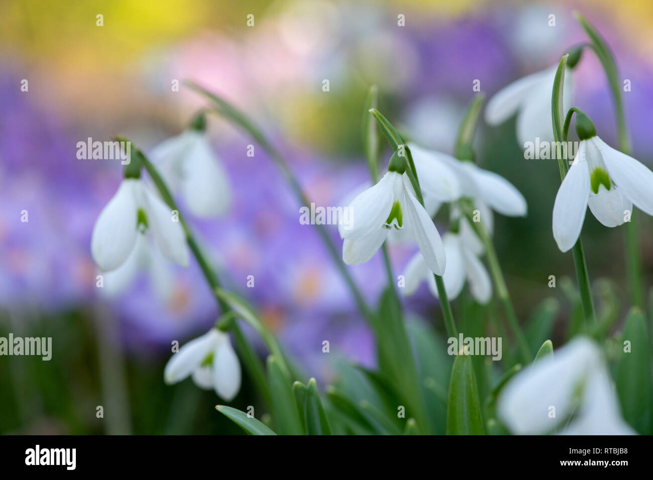 Purple snowdrops growing in spring hi-res stock photography and images ...